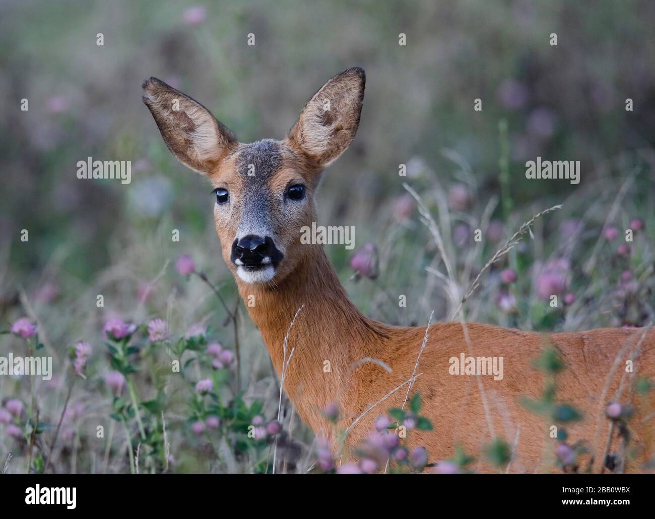 Sweden and deer hi-res stock photography and images - Alamy
