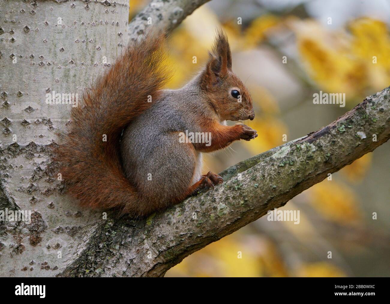 Squirrel close up profile view hi-res stock photography and images - Alamy