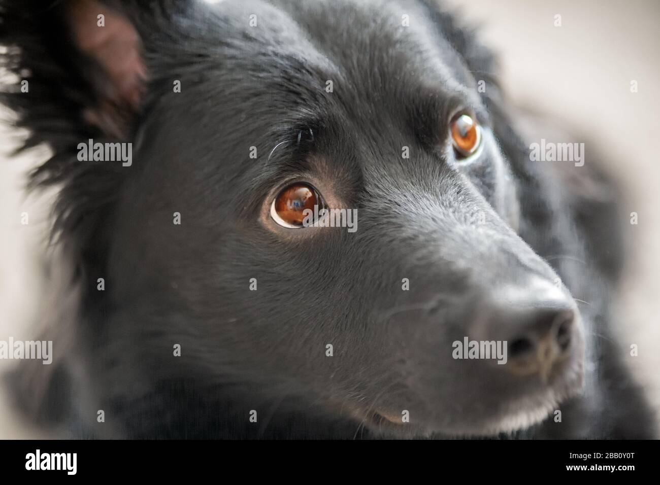 Mongrel eyes hi-res stock photography and images - Alamy