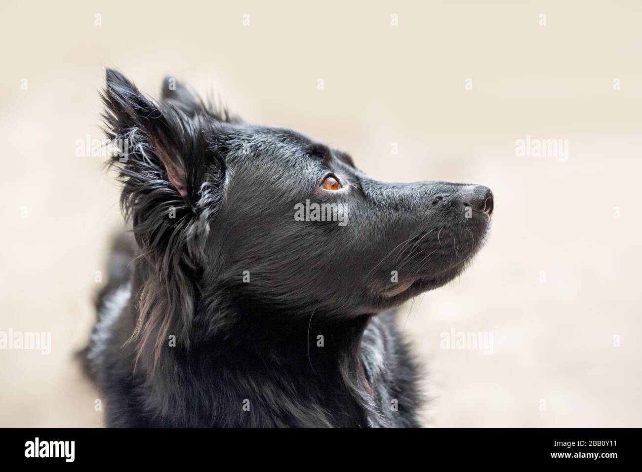Mongrel eyes hi-res stock photography and images - Alamy
