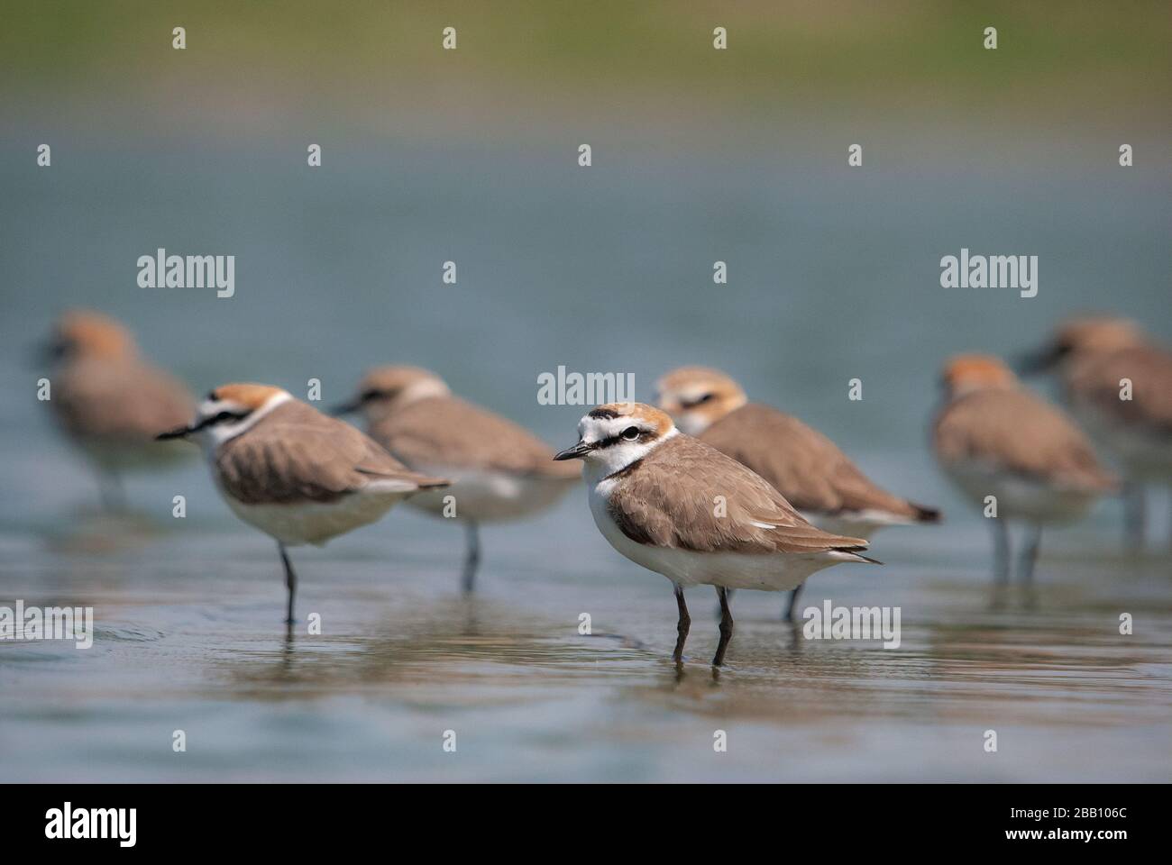 Indian Plover High Resolution Stock Photography and Images - Alamy