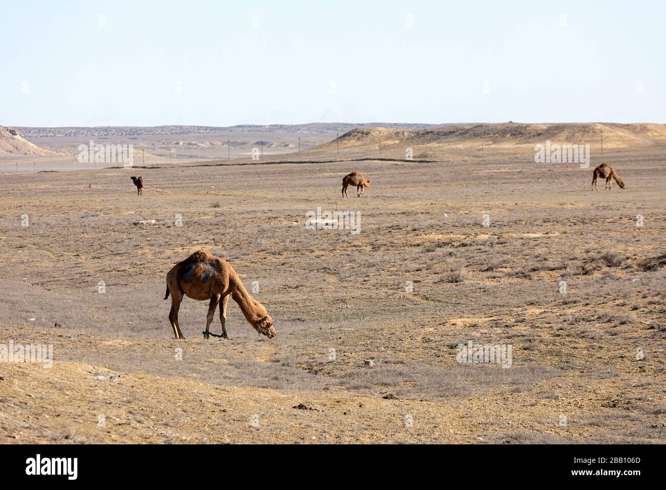 camels grazing in the steppes of kazakhstan, Caspian Depression desert ...