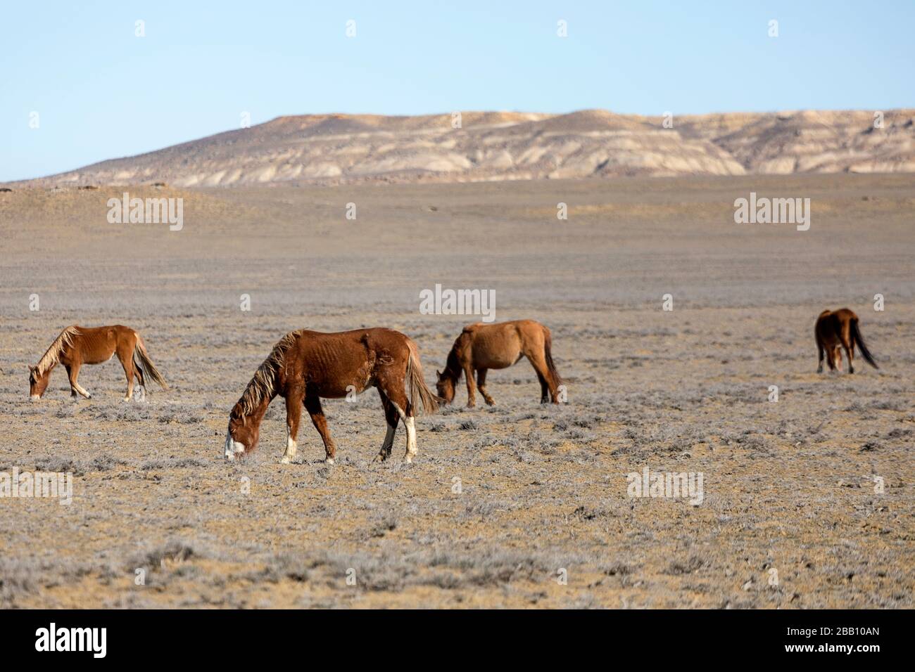 Caspian Horse High Resolution Stock Photography and Images - Alamy