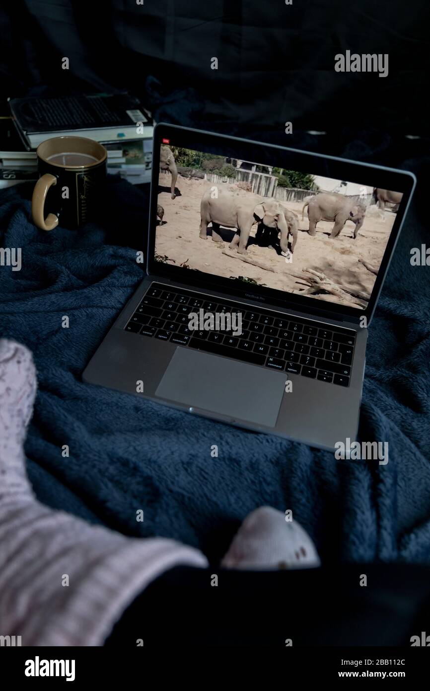 Cardiff, Wales. 27 March 2020. Asian Elephants in a virtual zoo day ...