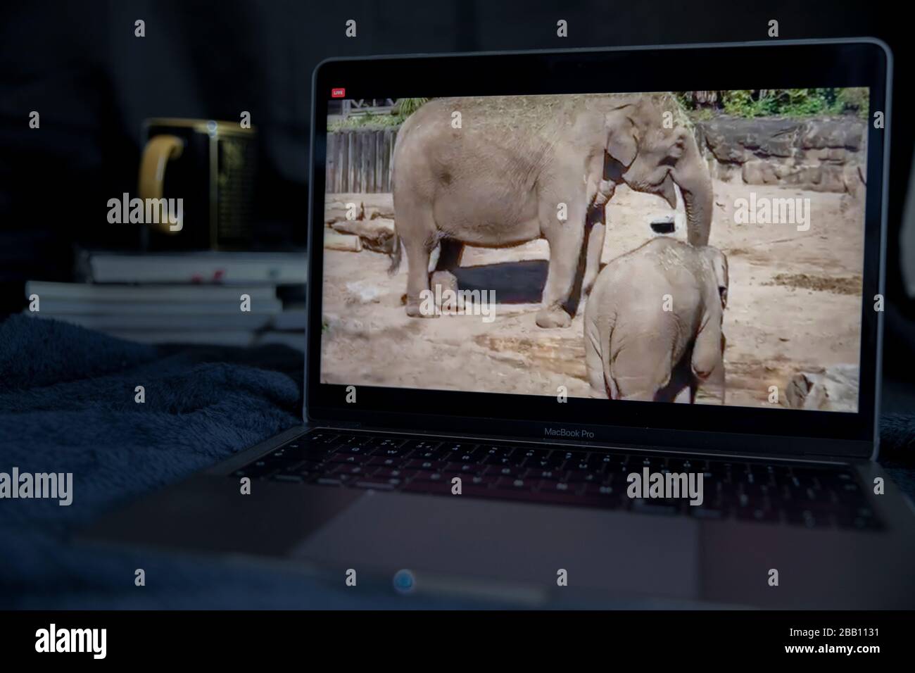 Cardiff, Wales. 27 March 2020. Asian Elephants in a virtual zoo day ...