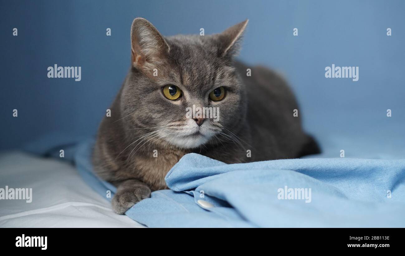 Beautiful, thoroughbred Siberian cat looks Stock Photo - Alamy