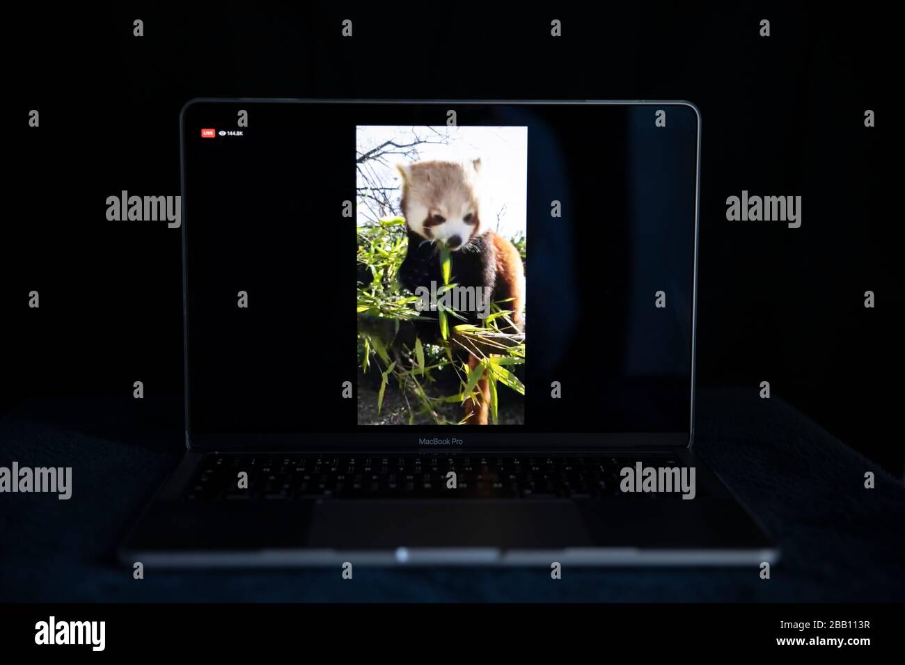 Cardiff, Wales. 27 March 2020. Red Panda in a virtual zoo day. The ...