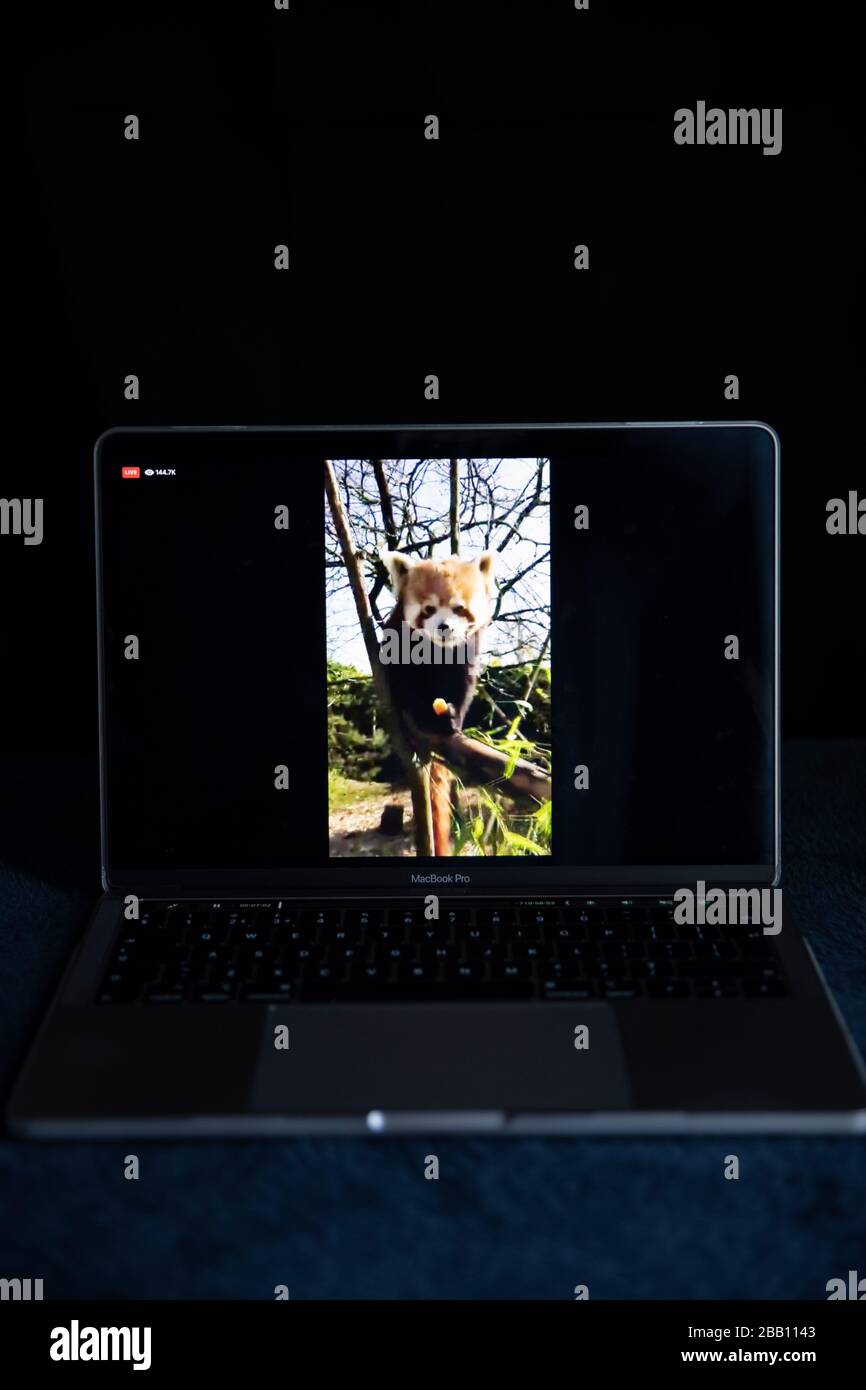 Cardiff, Wales. 27 March 2020. Red Panda in a virtual zoo day. The ...