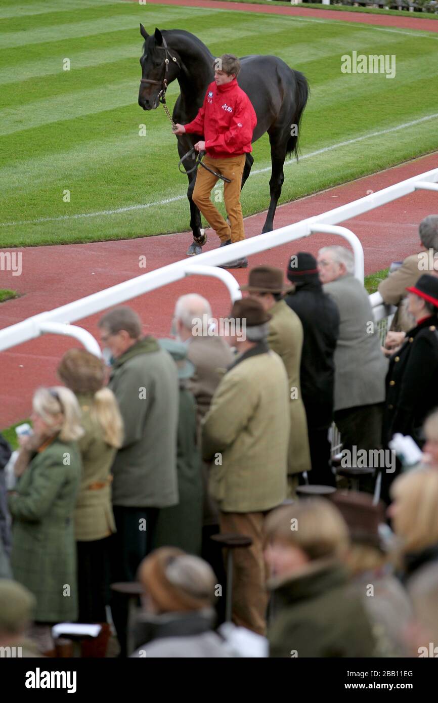 Horses led around parade ring hi-res stock photography and images - Alamy