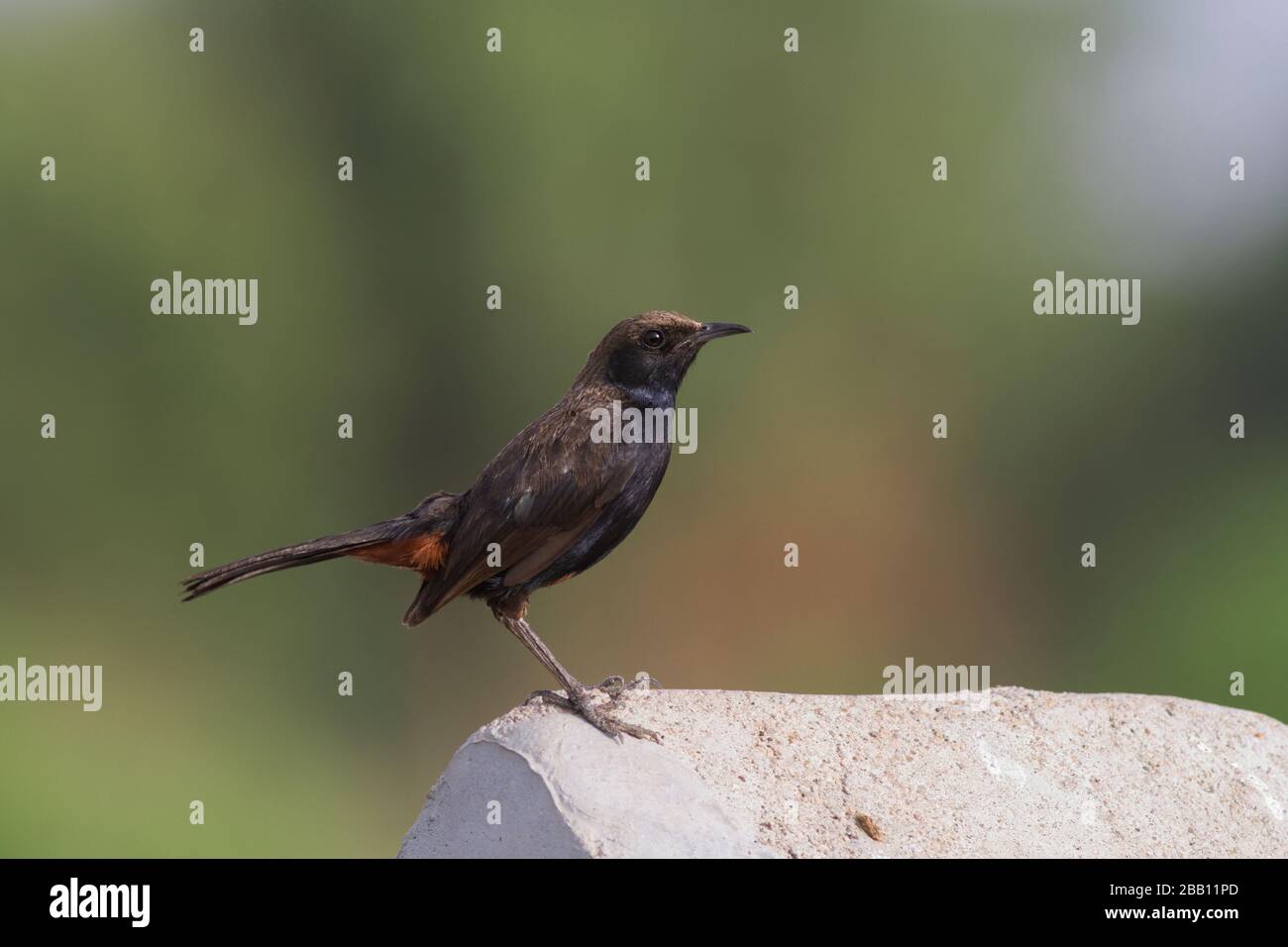 The indian robin hi-res stock photography and images - Alamy