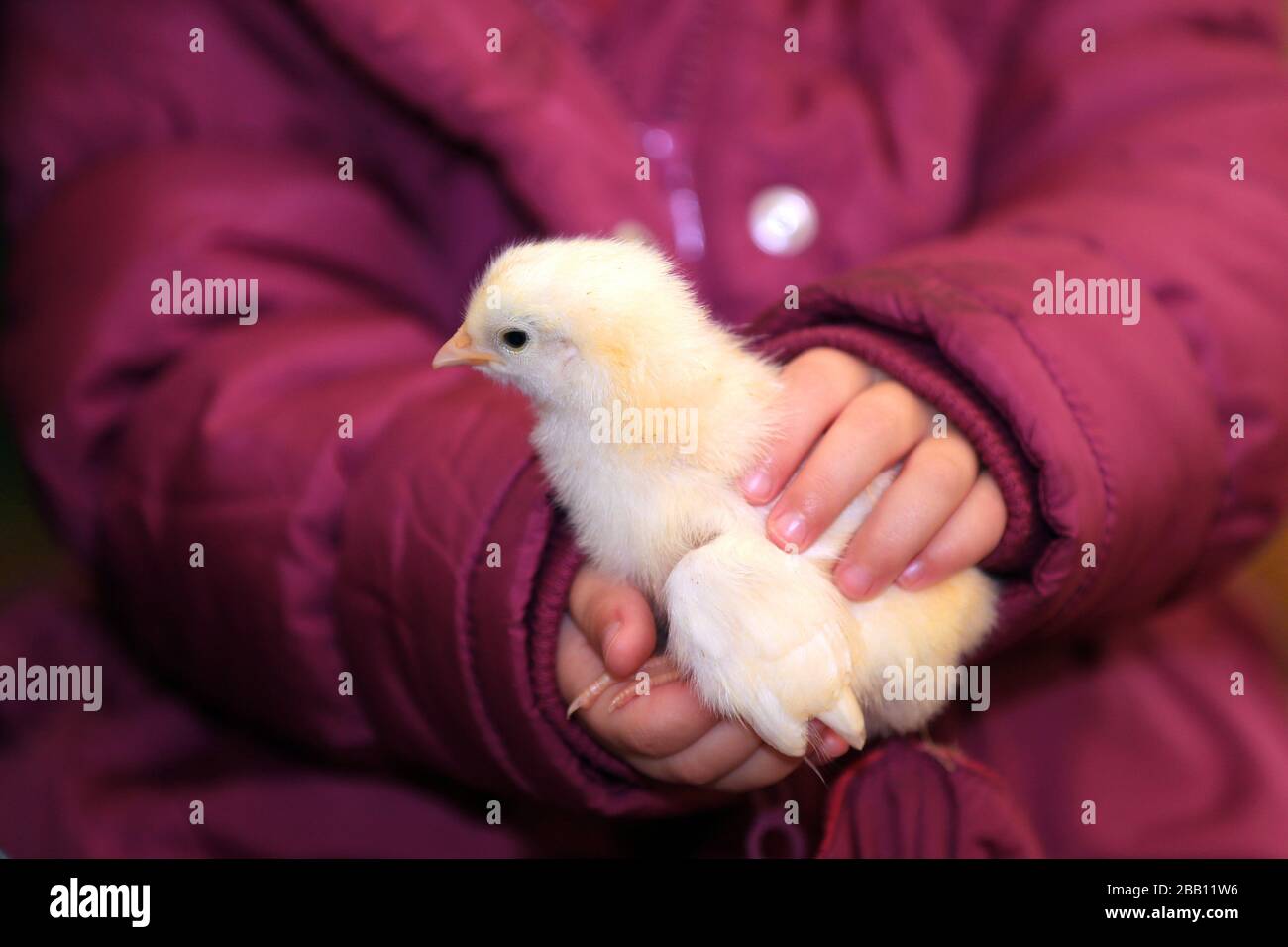 Children meet animals at the Cotswold Farm Park at the tented village ...