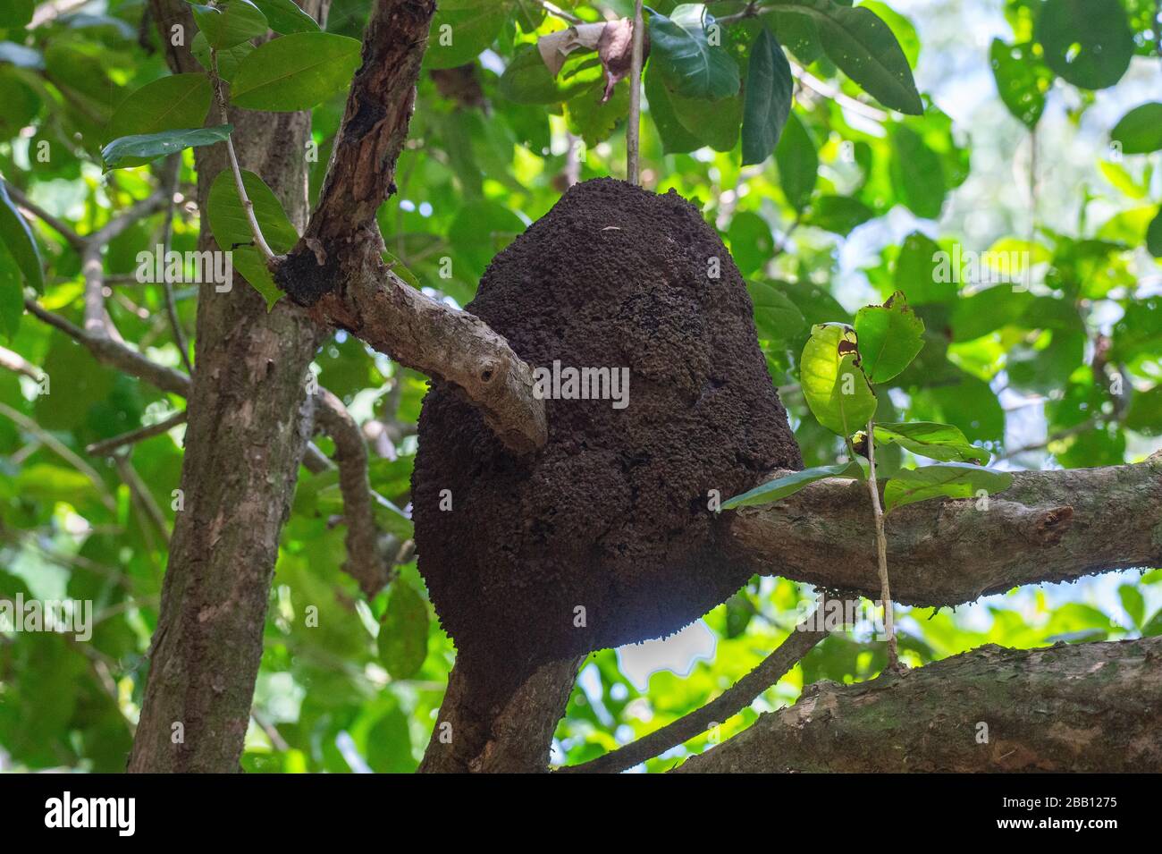 Termite colony hi-res stock photography and images - Alamy