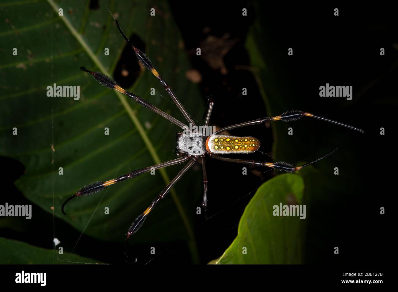 Female golden orb weaver hi-res stock photography and images - Alamy
