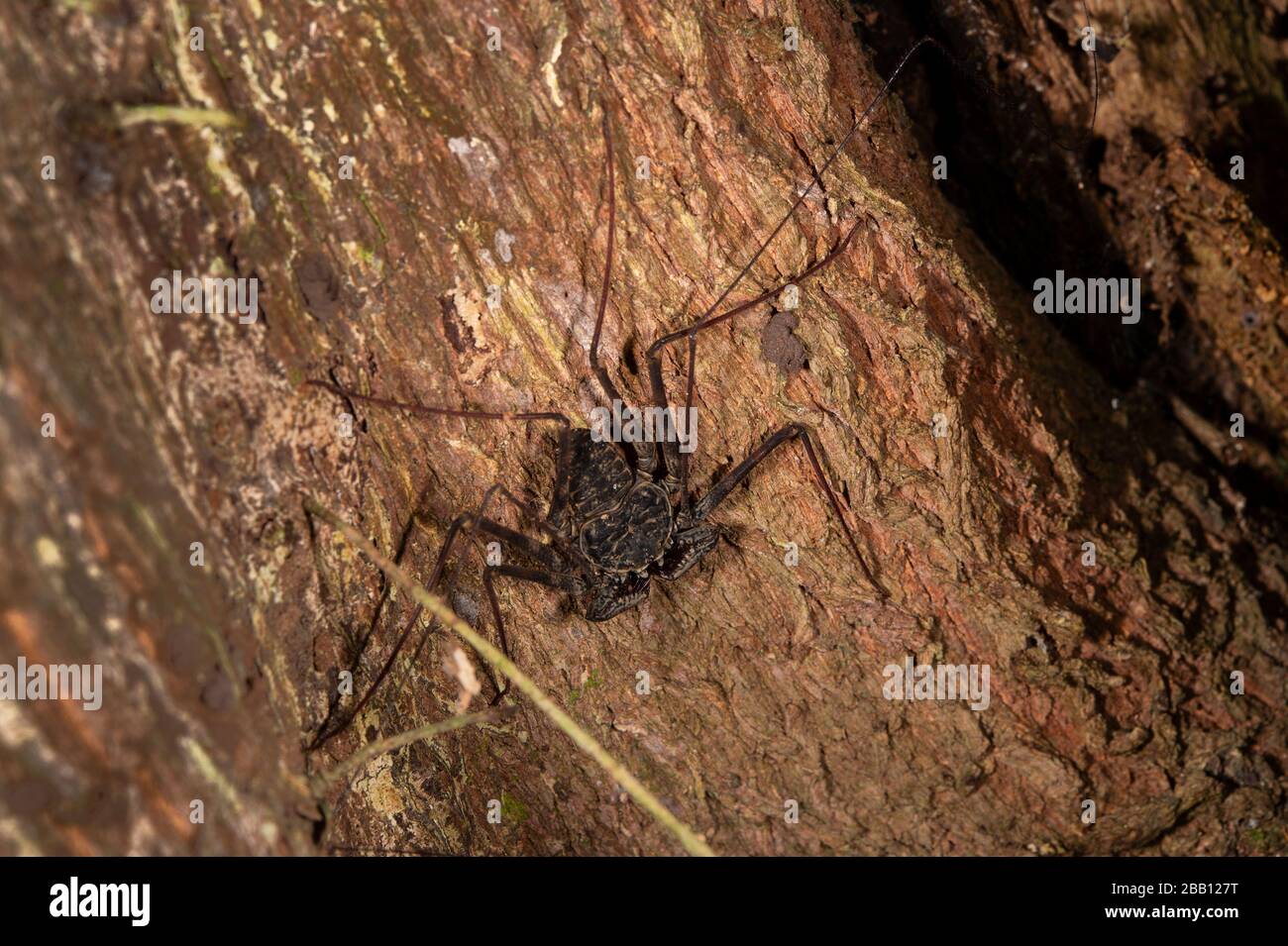 Whip spider hi-res stock photography and images - Alamy