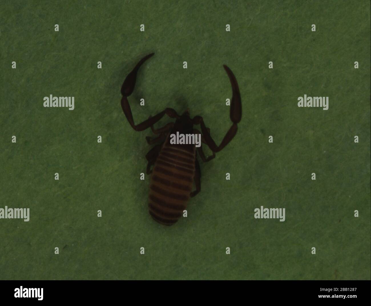 brown book scorpion with tongs Stock Photo - Alamy