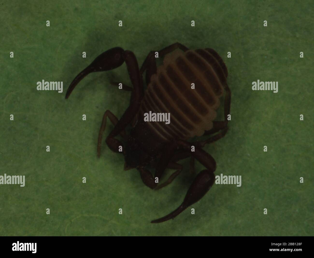 brown book scorpion with tongs Stock Photo - Alamy