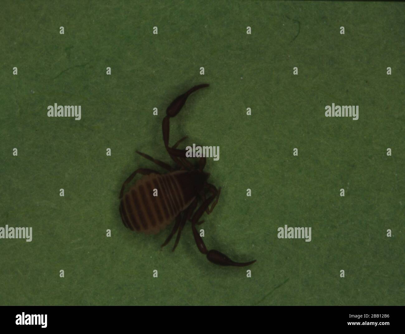 Pseudoscorpions hi-res stock photography and images - Alamy