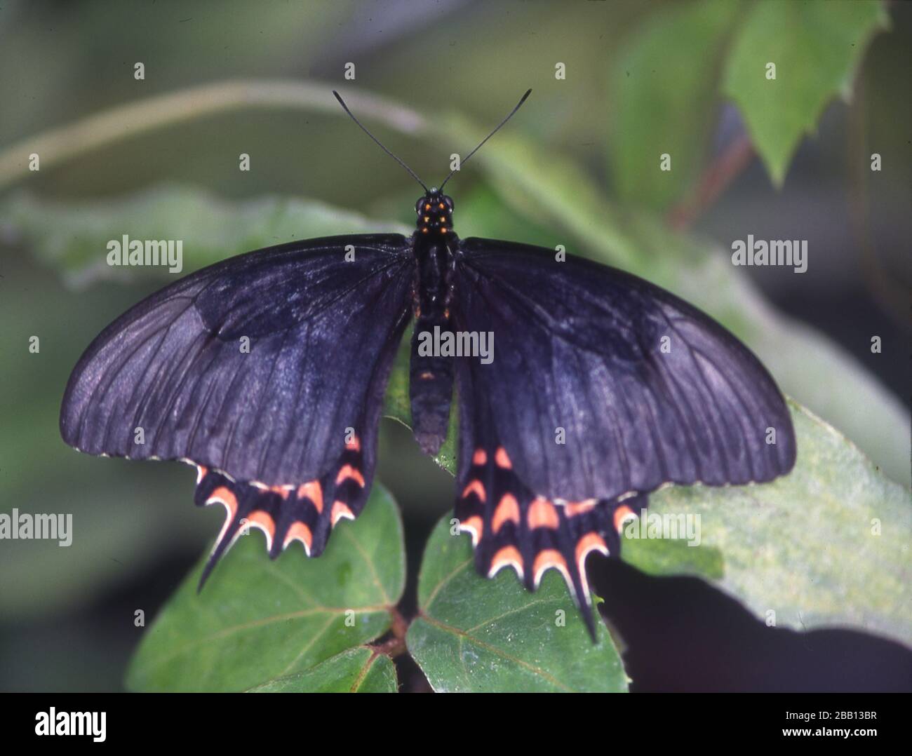 tropical swallowtail moth on a leaf Stock Photo - Alamy