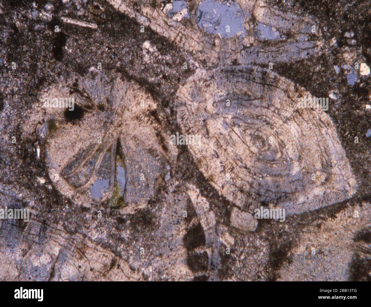 Rock thin section with fossils under the microscope Stock Photo - Alamy