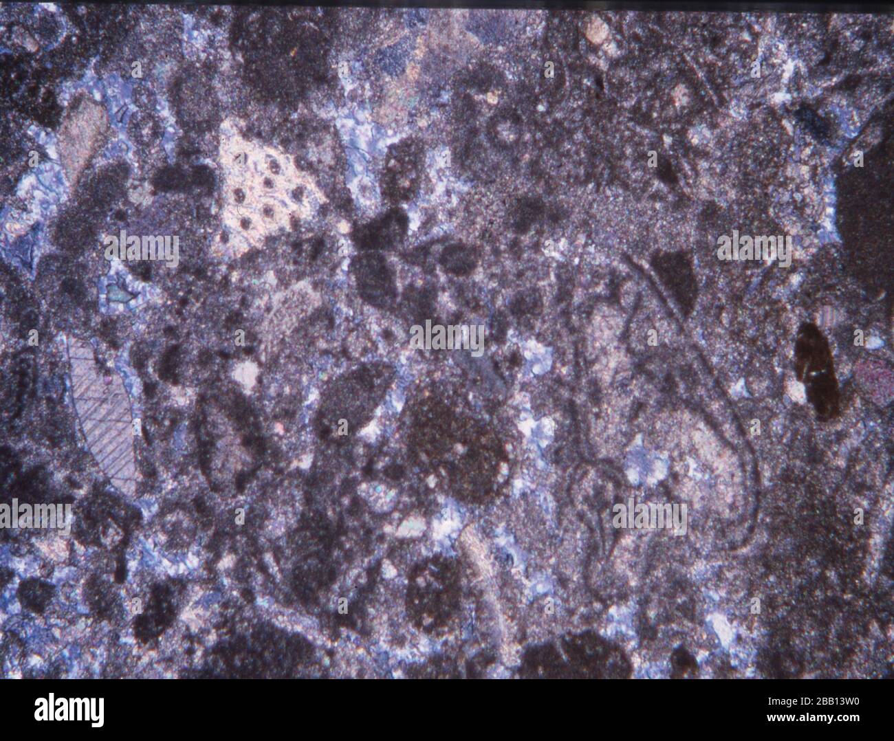 Rock thin section with fossils under the microscope Stock Photo - Alamy