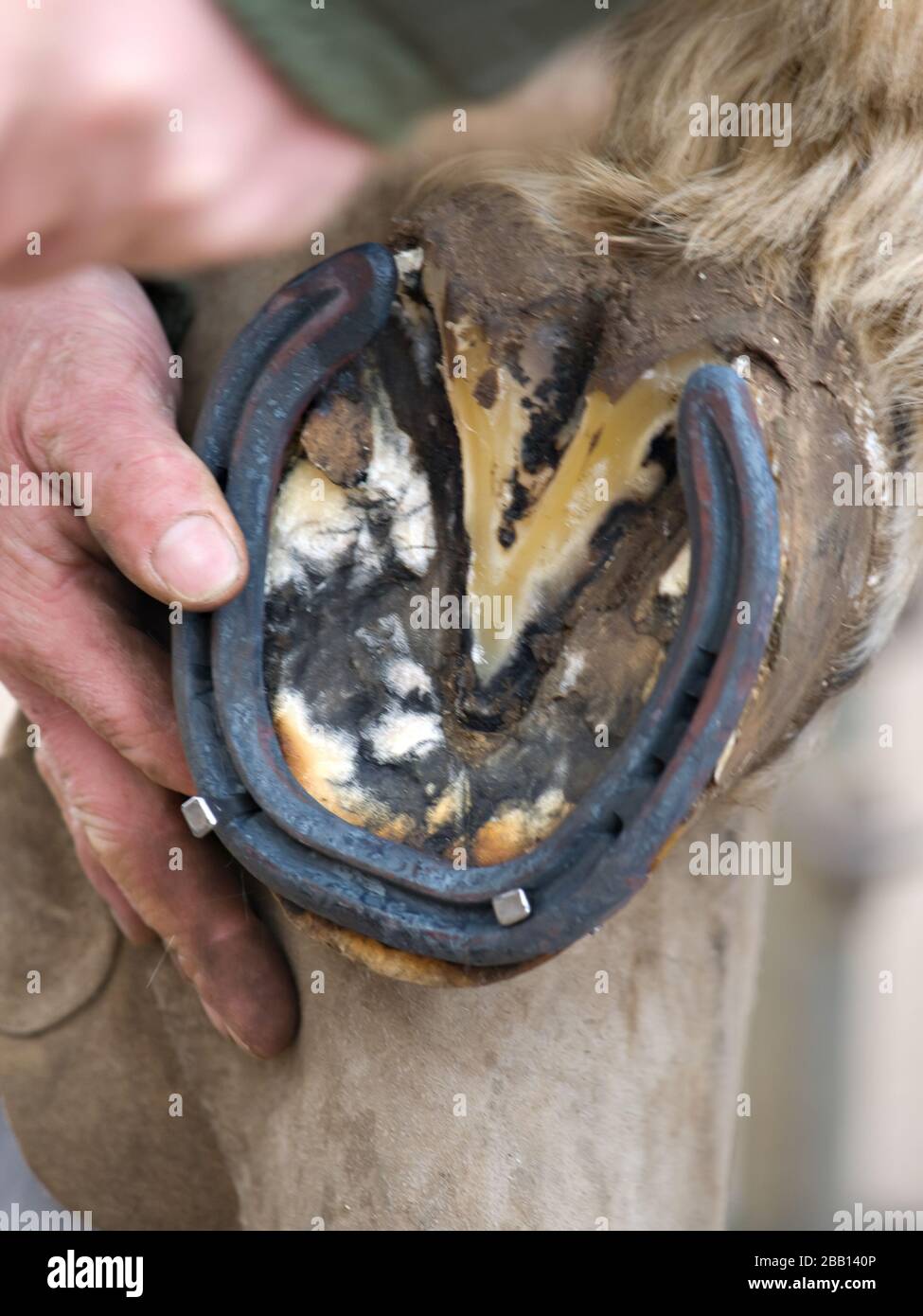 Horse shoe nails hi-res stock photography and images - Alamy