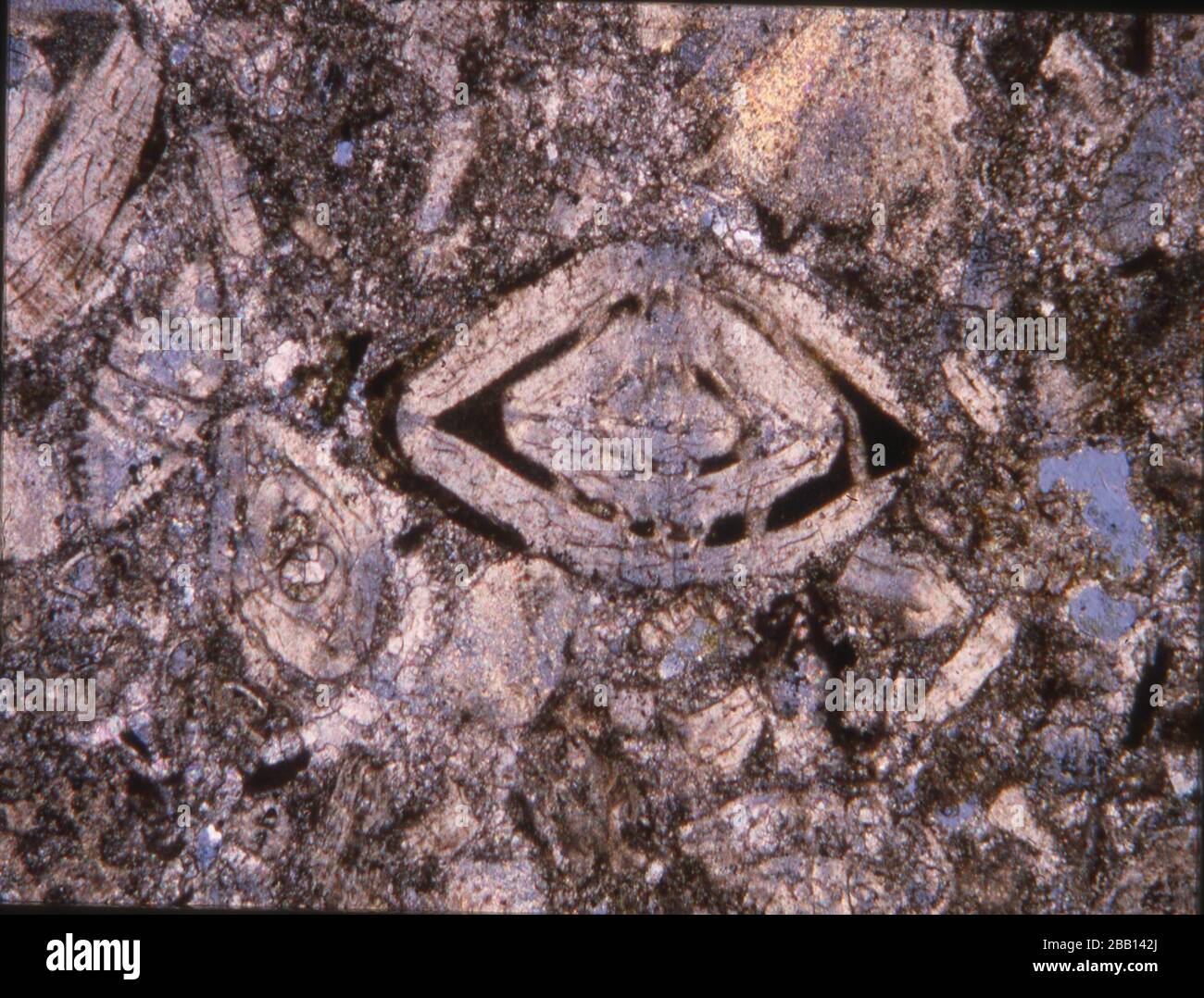 Rock thin section with fossils under the microscope Stock Photo - Alamy