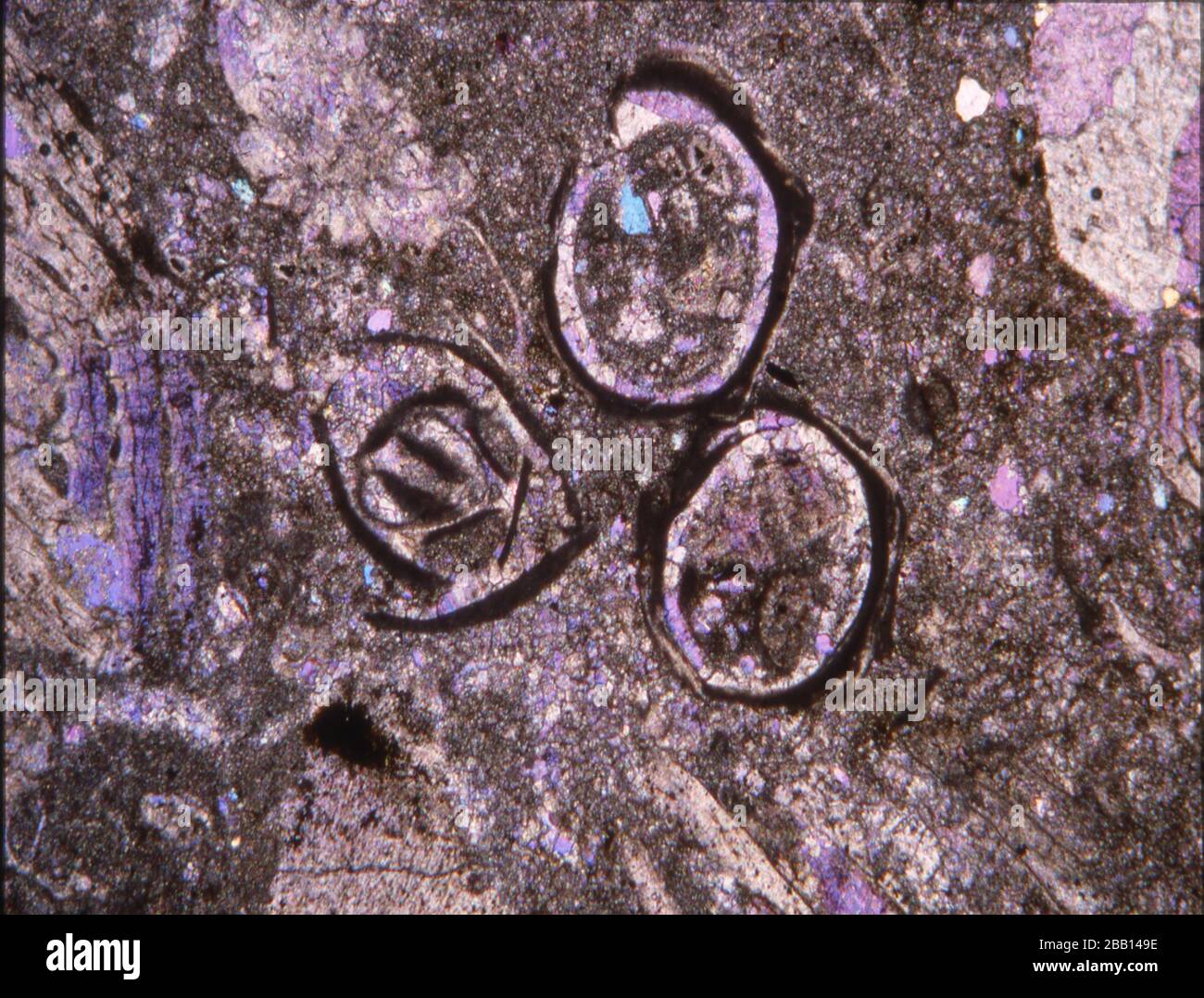 Thin section of limestone hi-res stock photography and images - Alamy