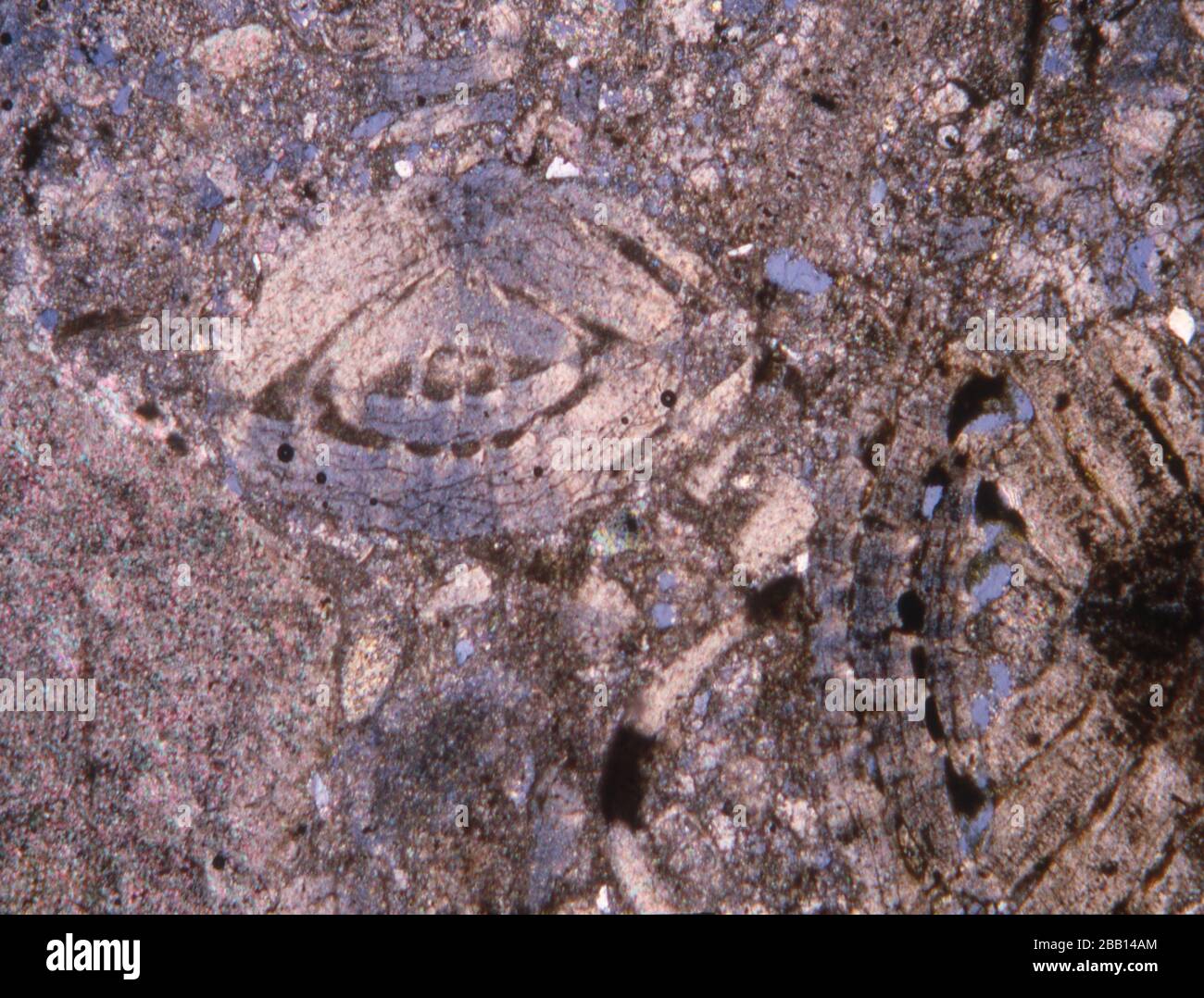 Rock thin section with fossils under the microscope Stock Photo - Alamy