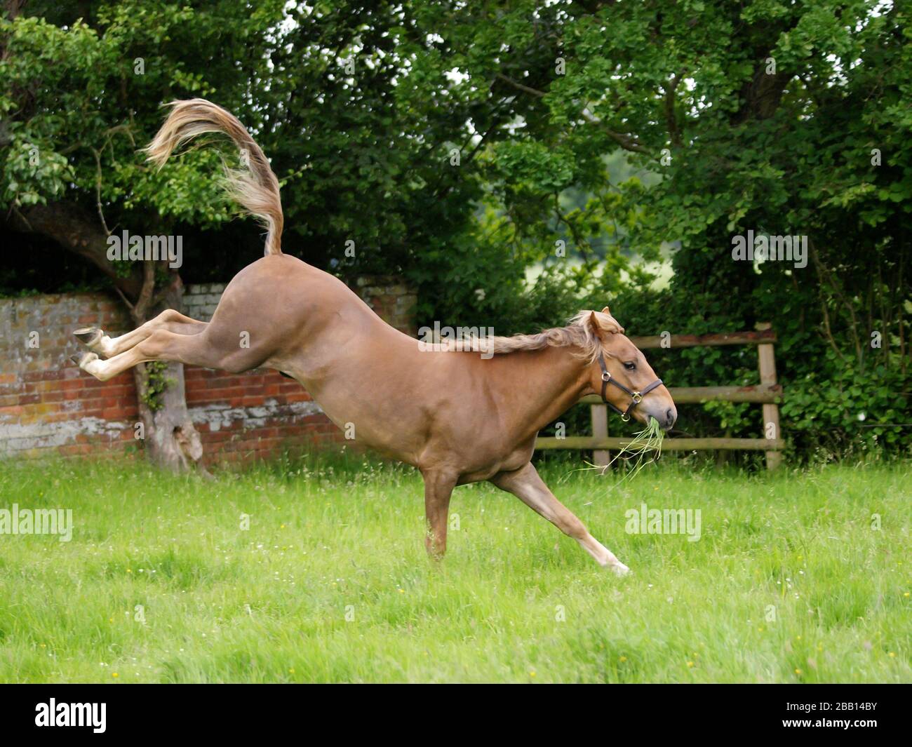 Cheeky pony hi-res stock photography and images - Alamy