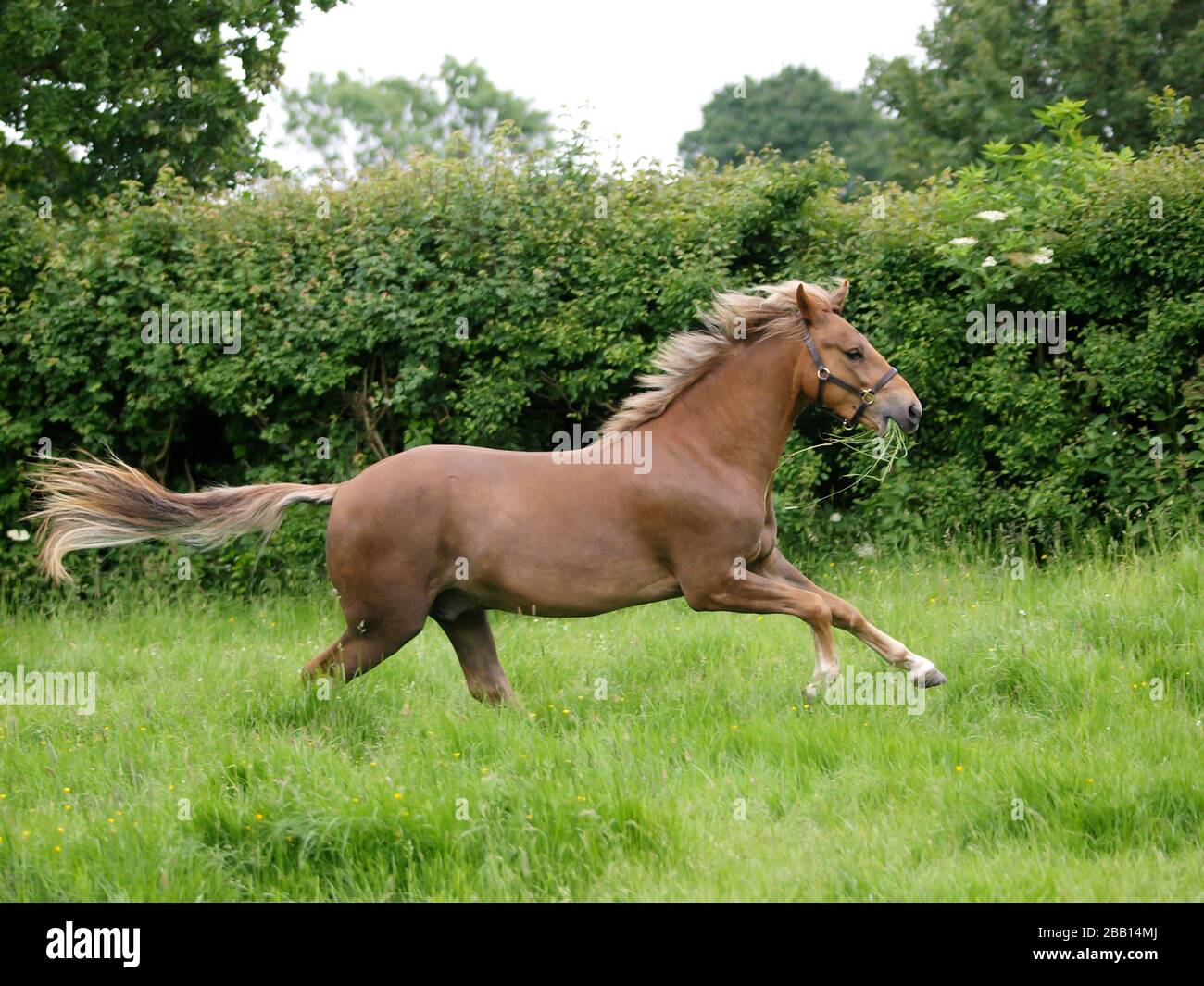 Cheeky pony hi-res stock photography and images - Alamy