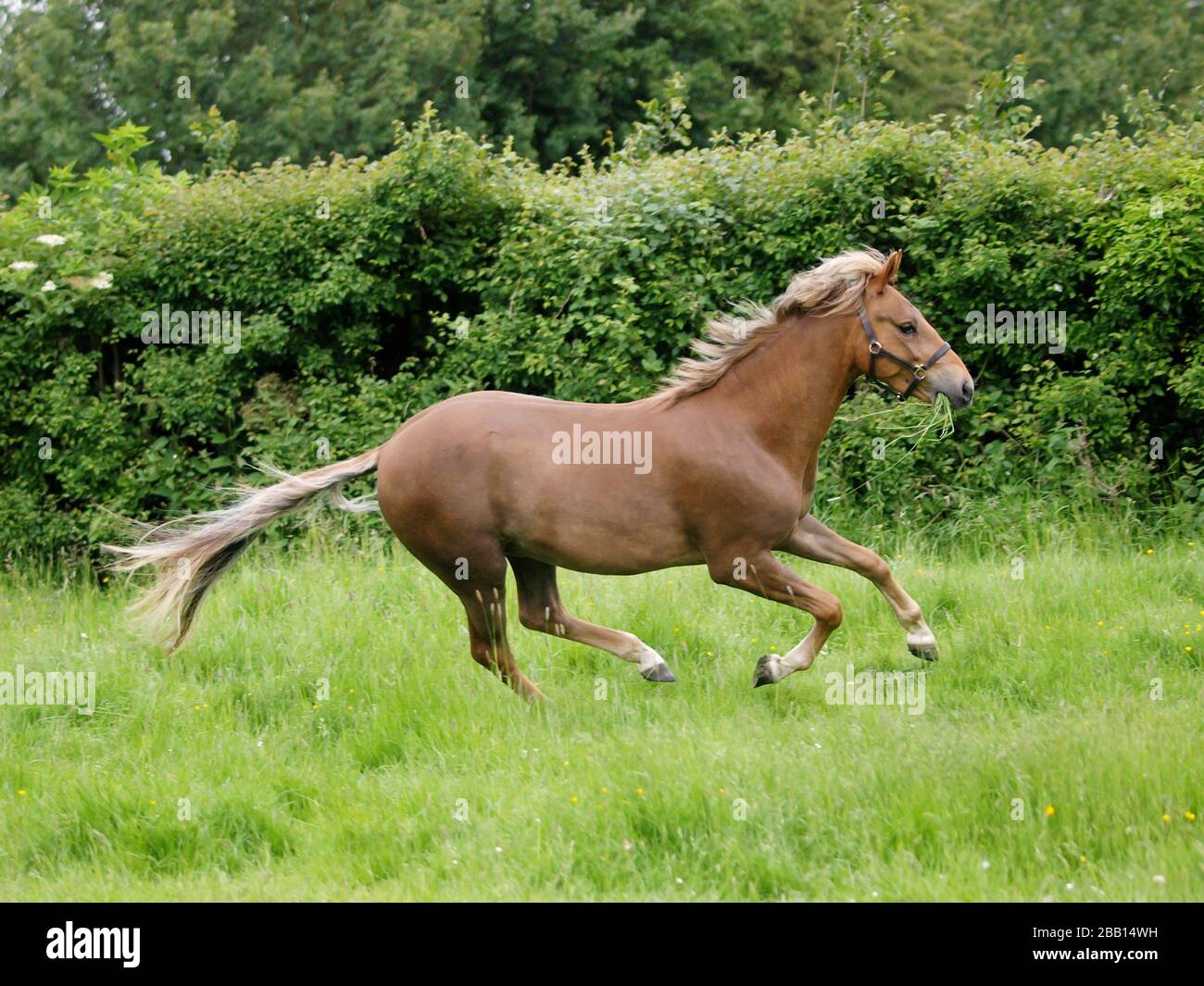 Cheeky pony hi-res stock photography and images - Alamy