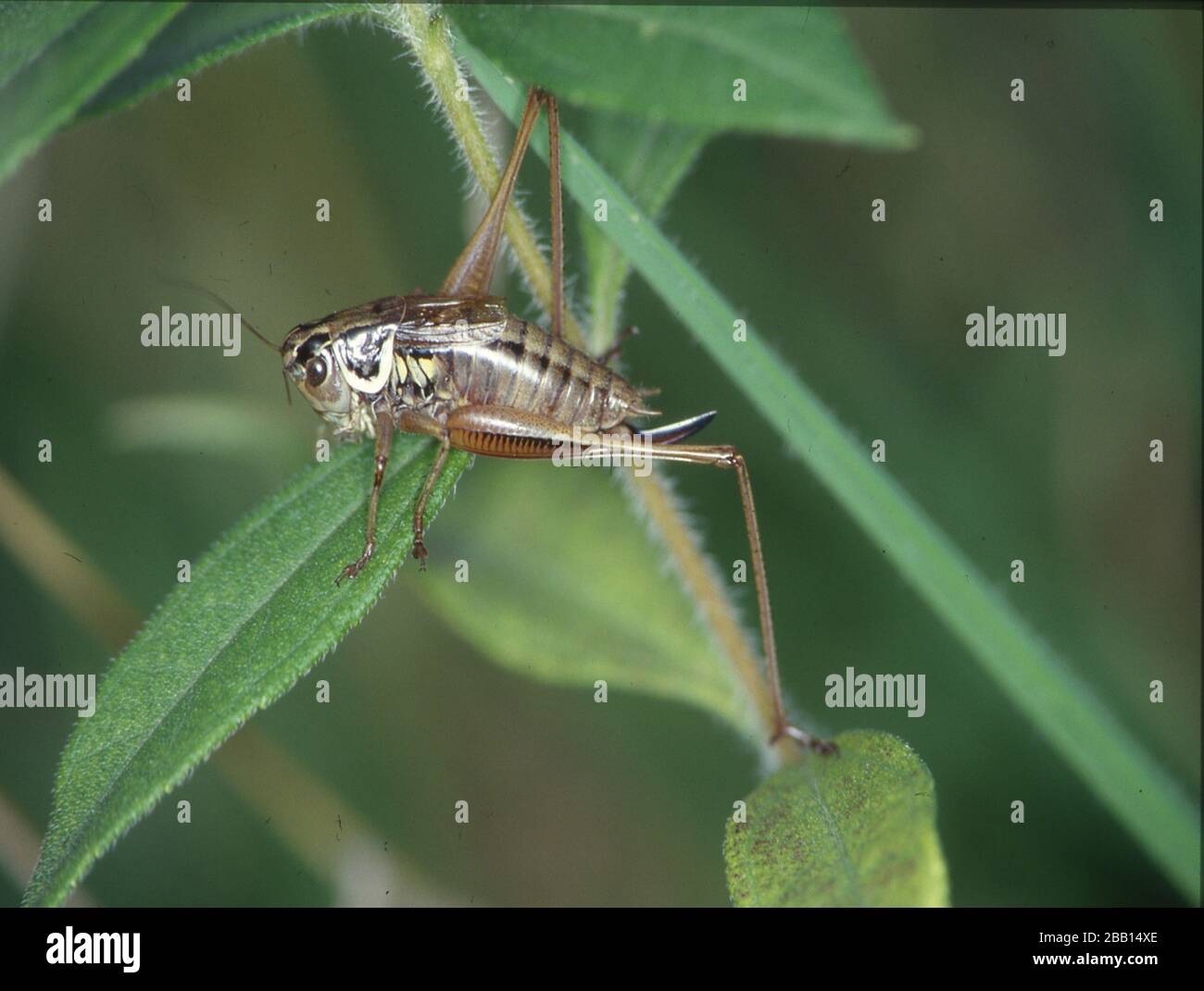 Chirping grasshopper hi-res stock photography and images - Alamy