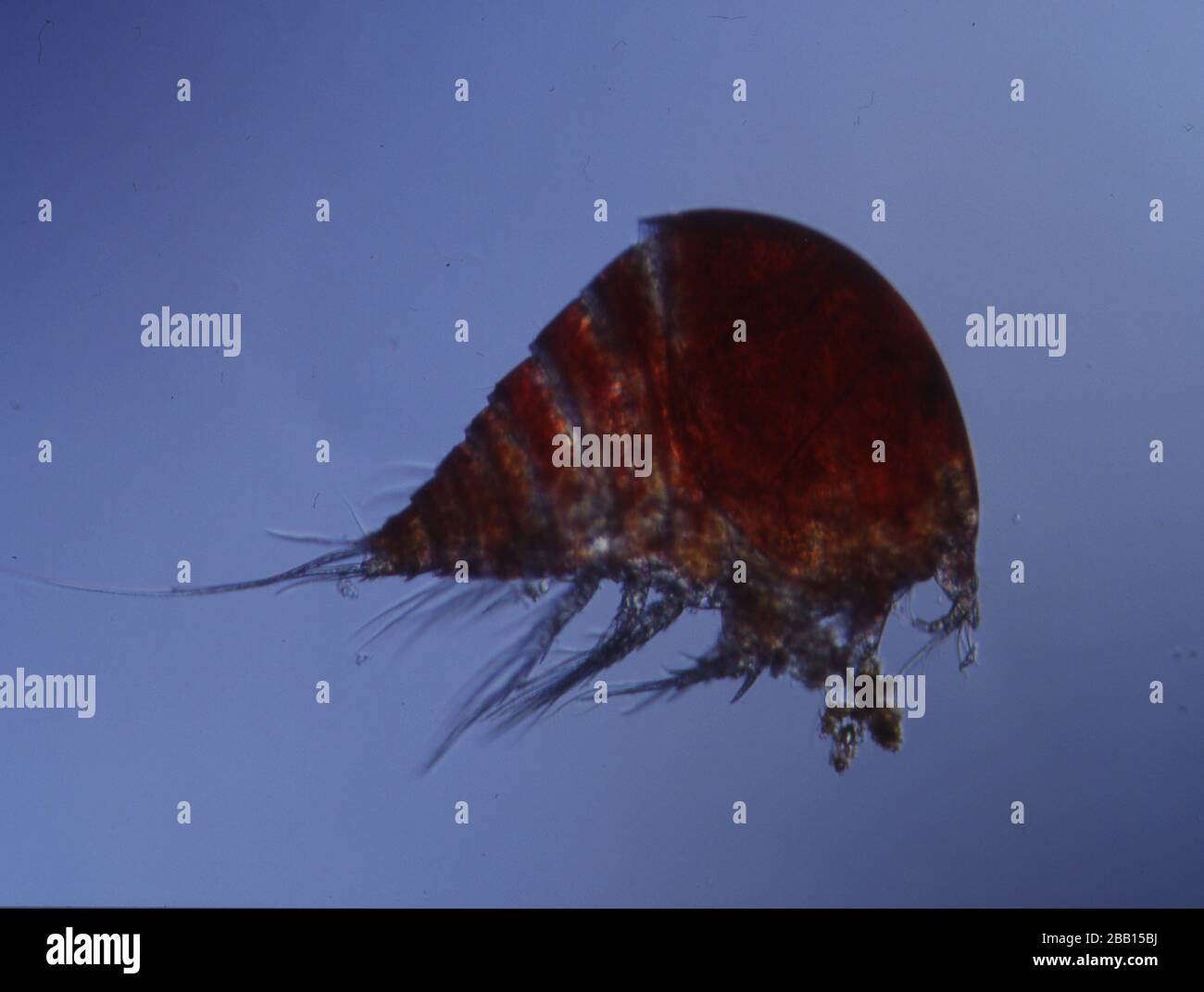 Plankton saltwater macro hi-res stock photography and images - Alamy
