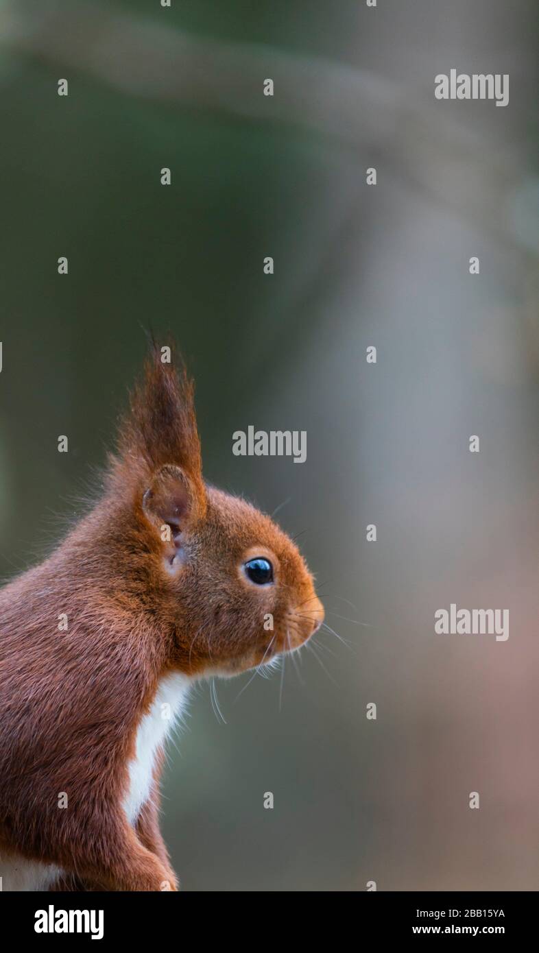 Eurasian red squirrel hi-res stock photography and images - Alamy