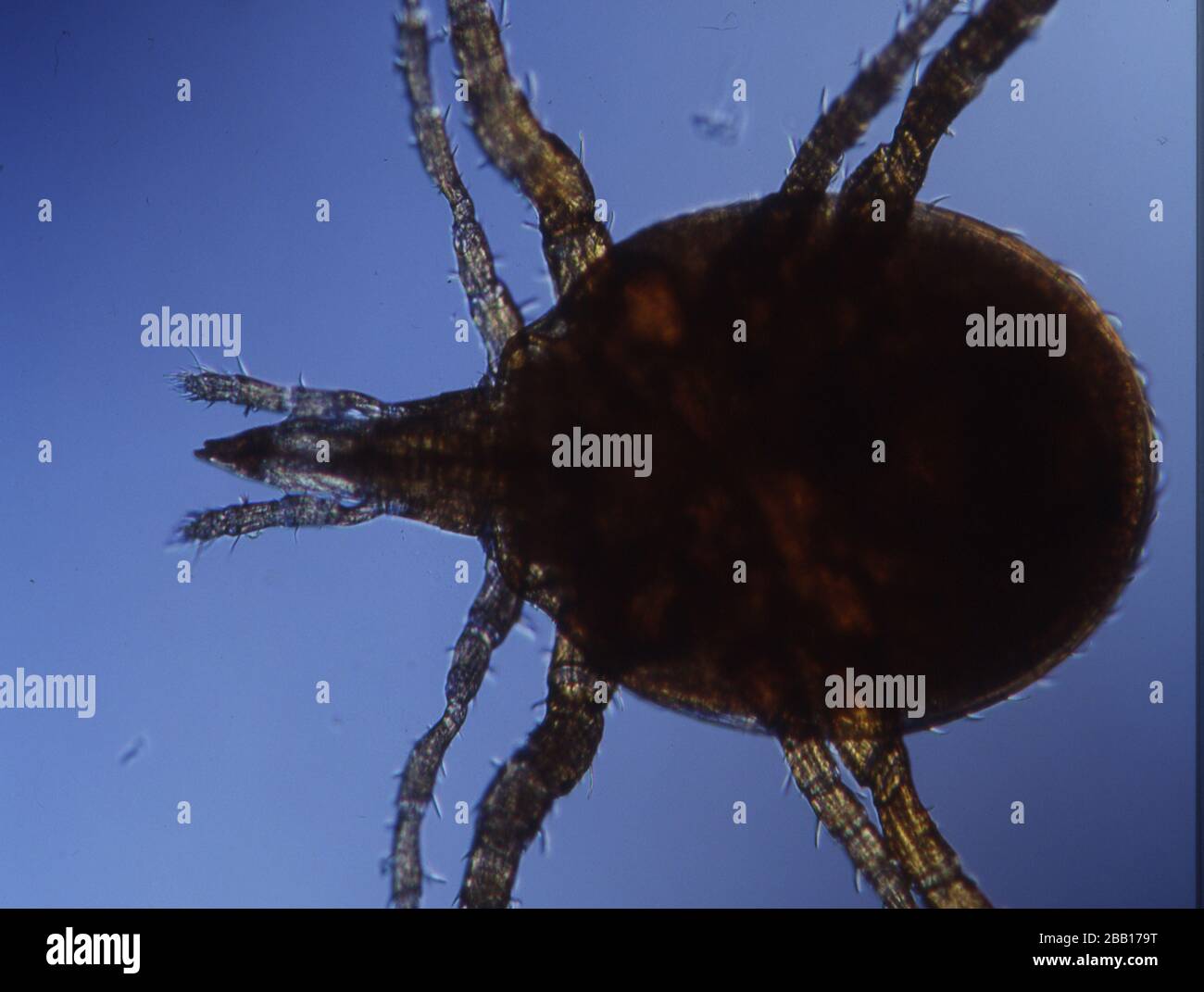 Blood sucking parasite hi-res stock photography and images - Alamy