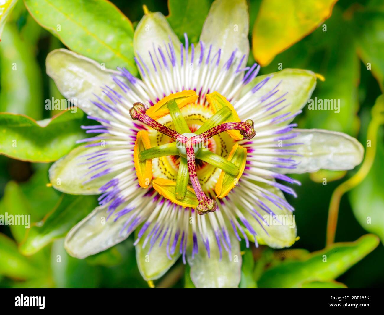 Passifloraceae hi-res stock photography and images - Alamy