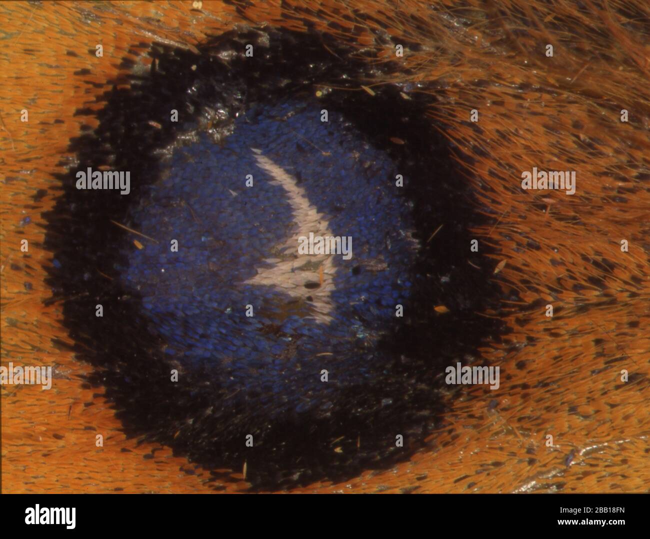 Butterfly wing with wing scales under the microscope Stock Photo - Alamy