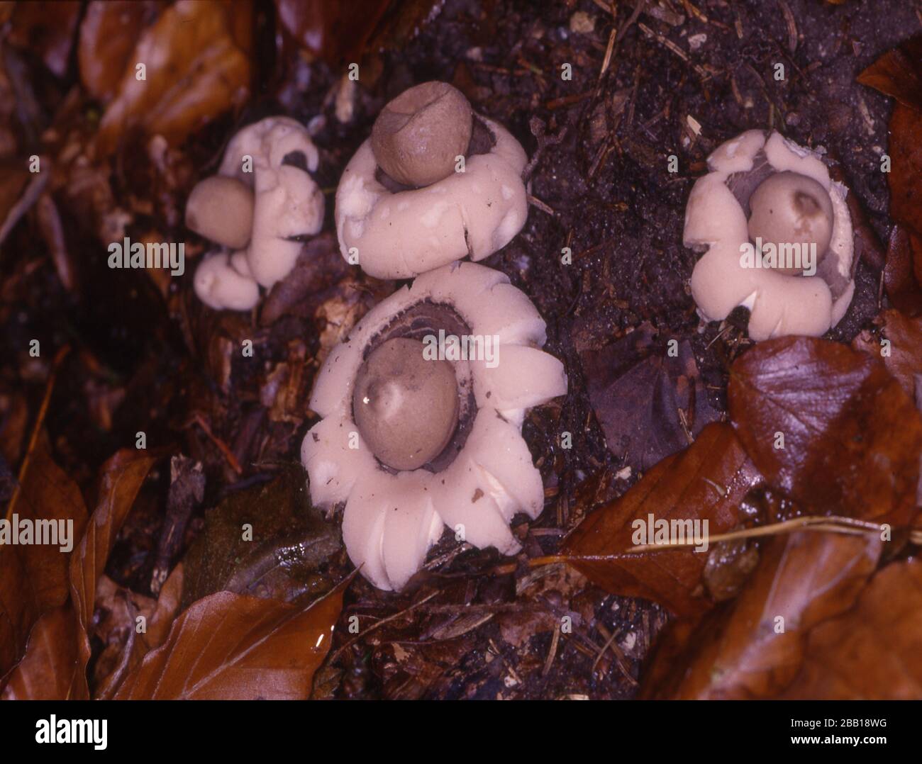 Earth star mushrooms on the forest floor Stock Photo - Alamy