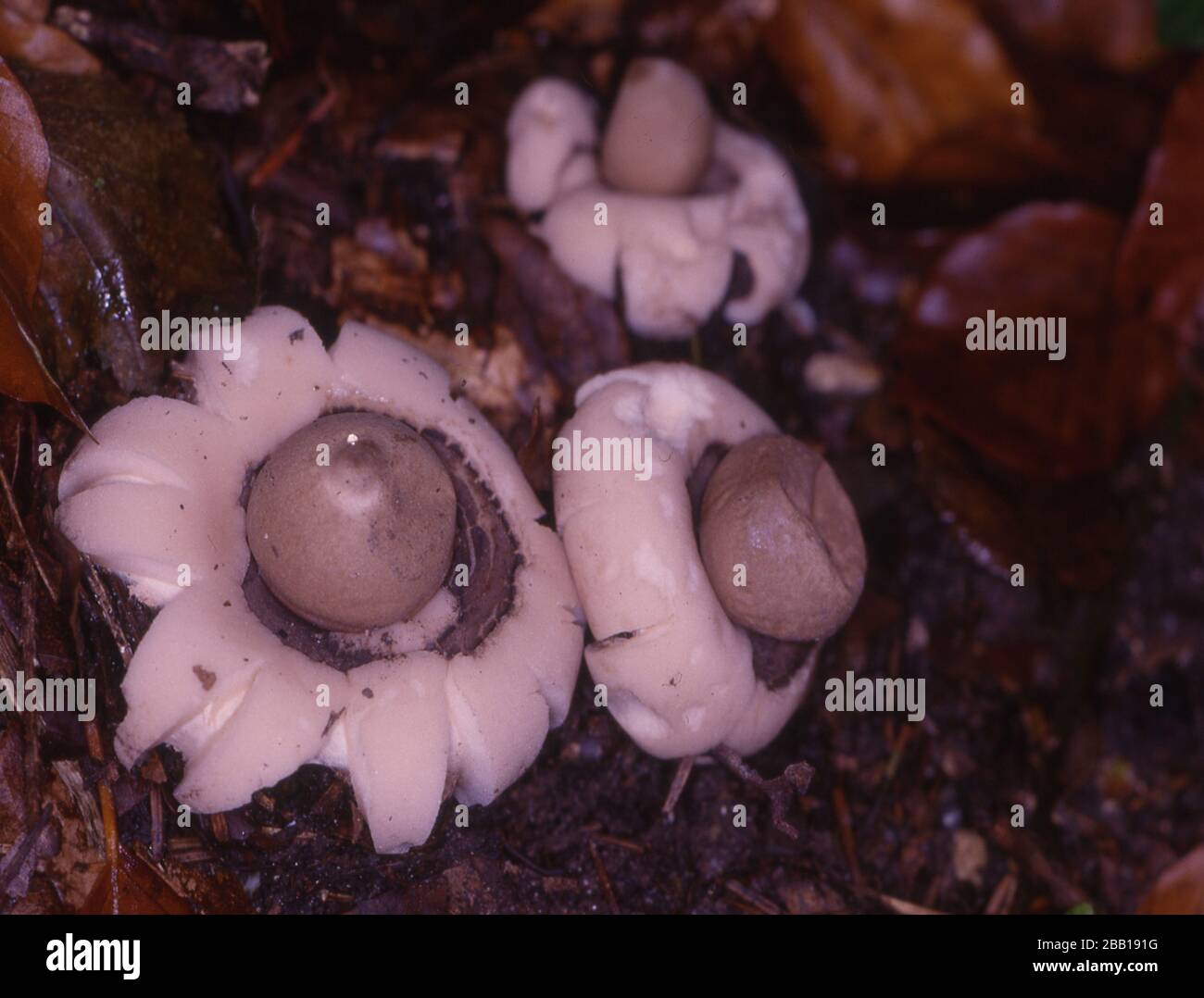 Abdominal mushrooms hi-res stock photography and images - Alamy