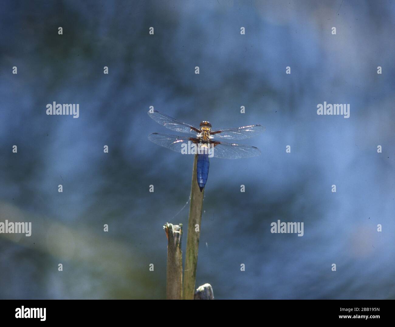 Flat-bellied dragonfly sits on stalk Stock Photo - Alamy