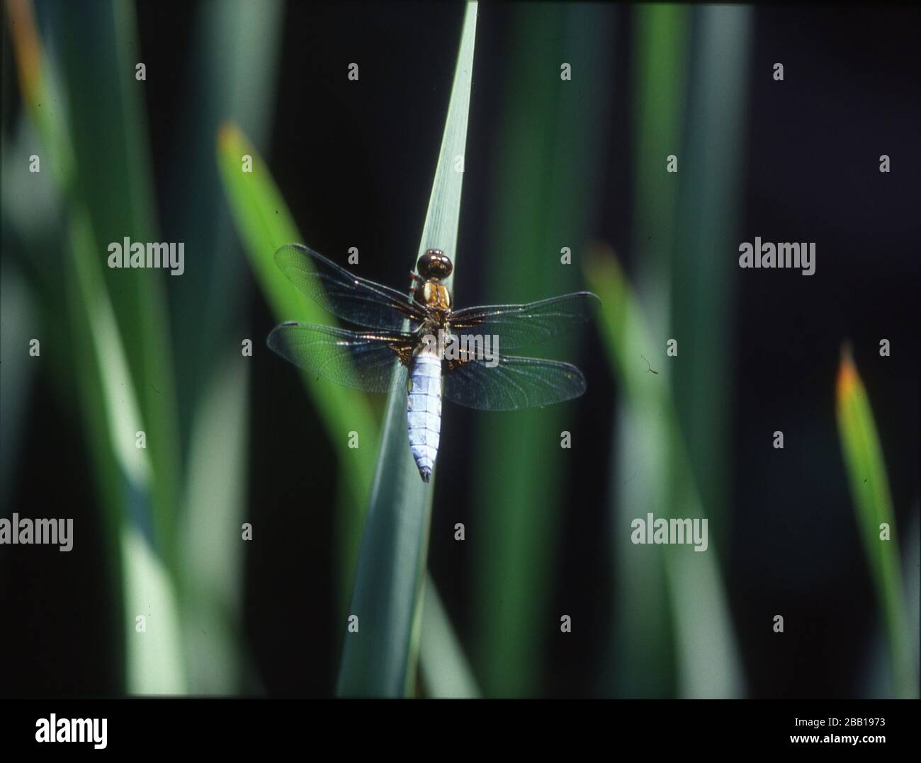 Flat-bellied dragonfly sits on stalk Stock Photo - Alamy