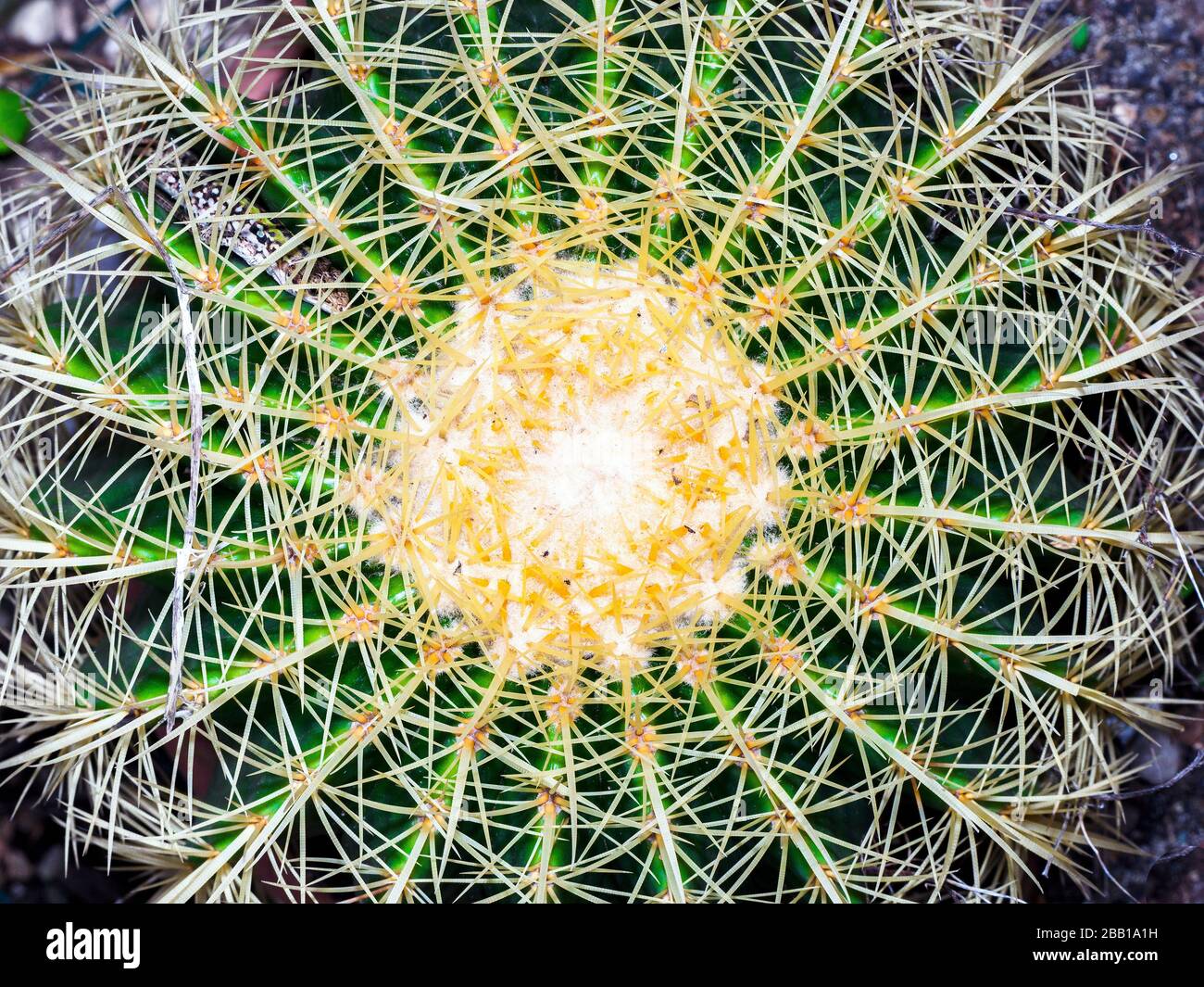 Golden ball hi-res stock photography and images - Alamy