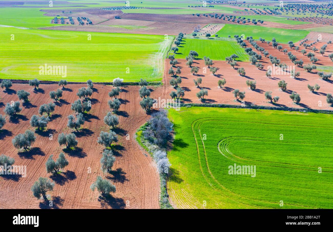 Olea europaea olivo hi-res stock photography and images - Alamy