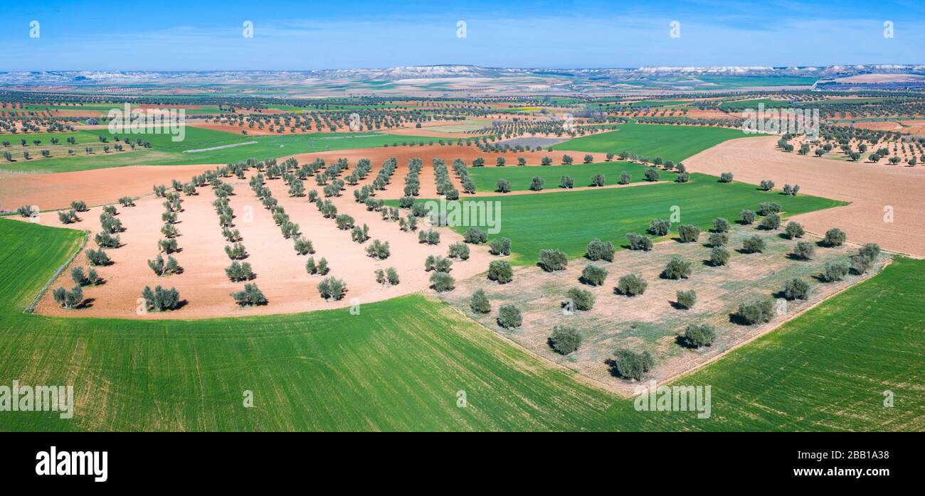 Olea europaea olivo hi-res stock photography and images - Alamy