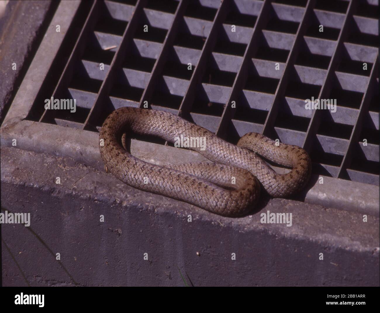 Smooth snake basks in the light well Stock Photo - Alamy