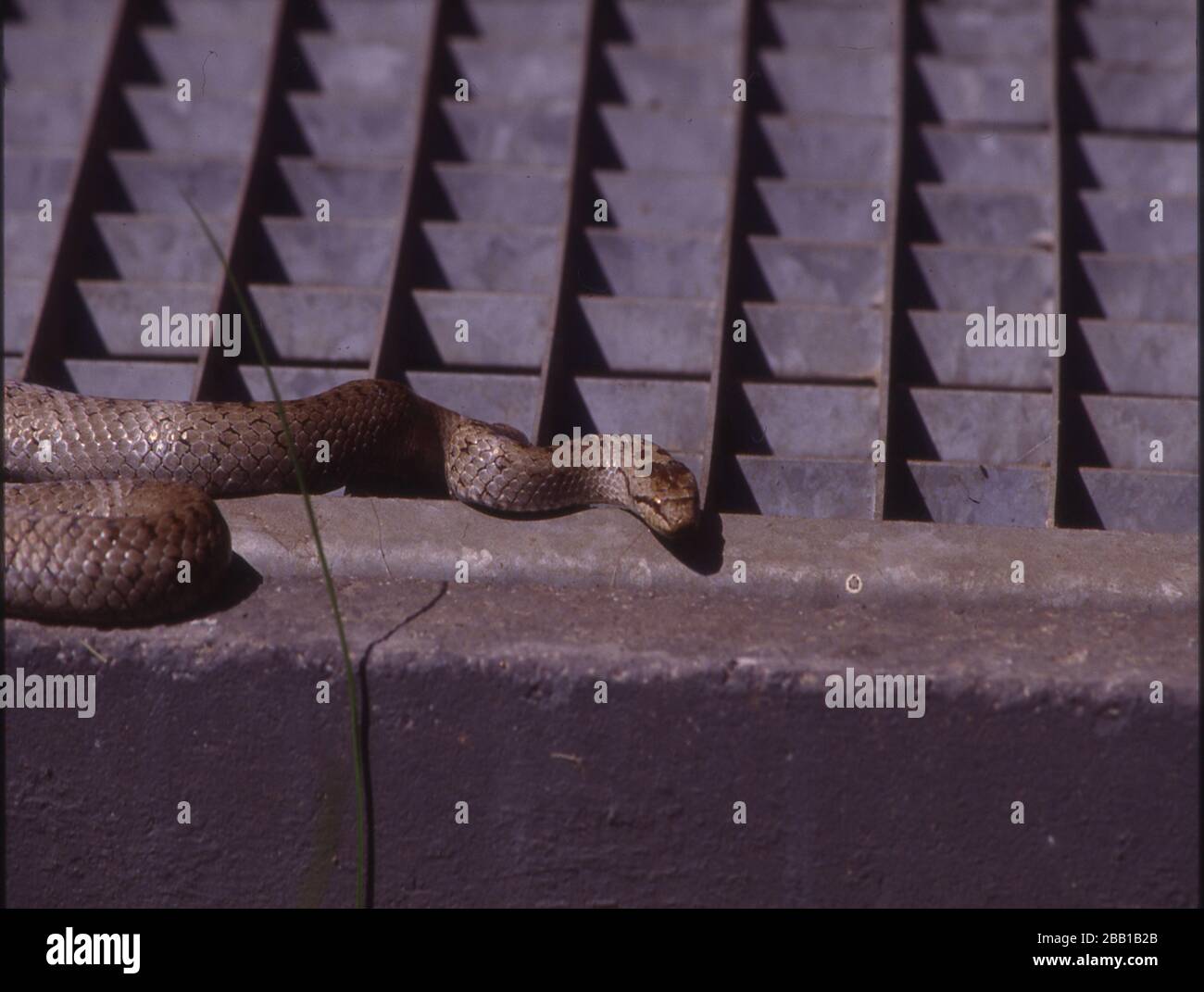 Strangling snake hi-res stock photography and images - Alamy