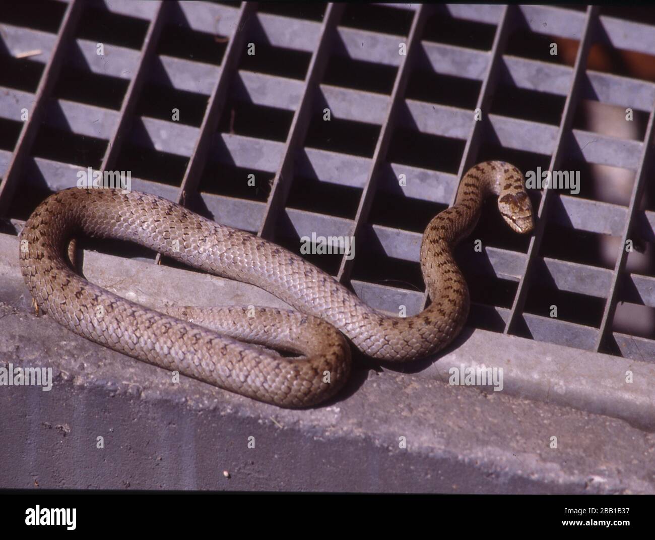 Smooth snake basks in the light well Stock Photo - Alamy