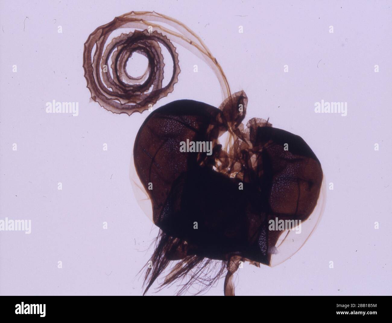 Butterfly head with a proboscis under the microscope Stock Photo - Alamy