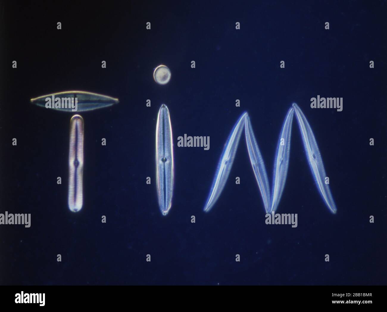 Diatoms from the sea under the microscope 100x Stock Photo - Alamy