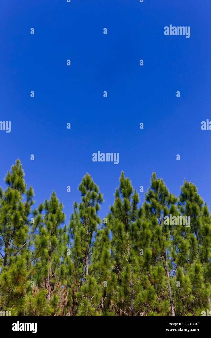 Coniferous plantation hi-res stock photography and images - Alamy